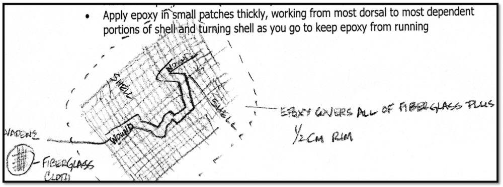 Chelonian Shell Repair - LafeberVet