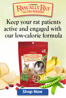 Respiratory Disease in Rats - LafeberVet