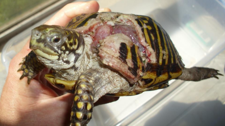 Chelonian Shell Repair - LafeberVet