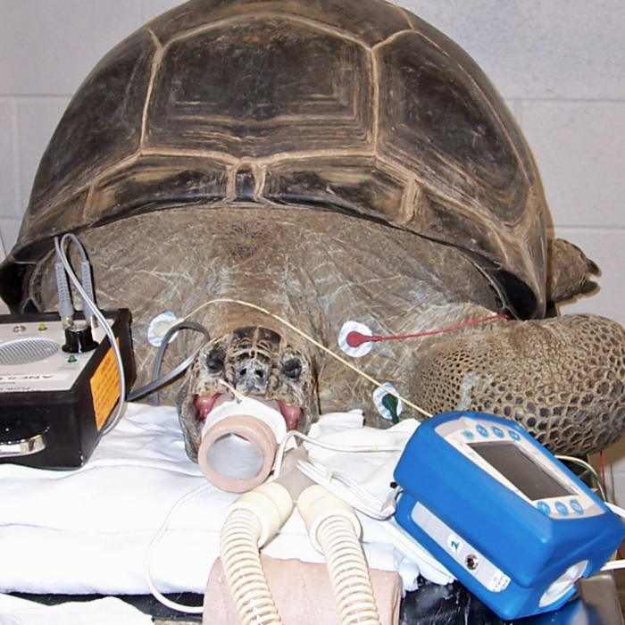 Spotlight on Anesthesia & Analgesia in Reptiles - LafeberVet
