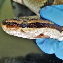 Herptile Handling Teaching Module - LafeberVet