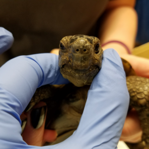 Herptile Handling Teaching Module - LafeberVet