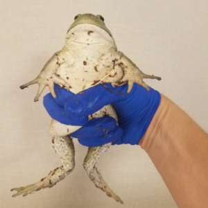 Herptile Handling Teaching Module - LafeberVet