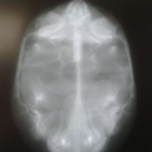 Reptile and Amphibian Imaging - LafeberVet