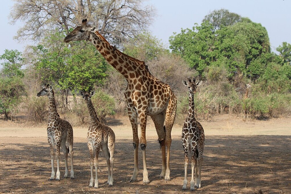 Giraffe Fast Facts - LafeberVet