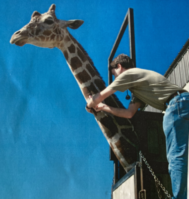 Giraffe Fast Facts - LafeberVet