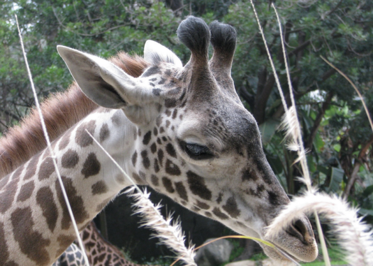 Giraffe Fast Facts - LafeberVet