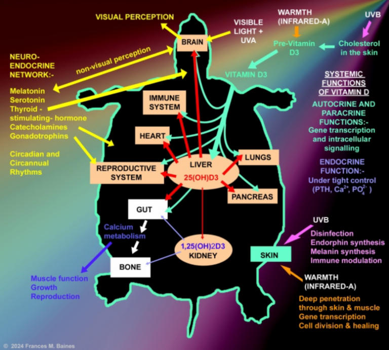 UVB Lighting for Reptiles - LafeberVet