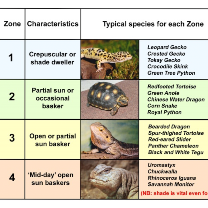 UVB Lighting for Reptiles Client Education Handout - LafeberVet