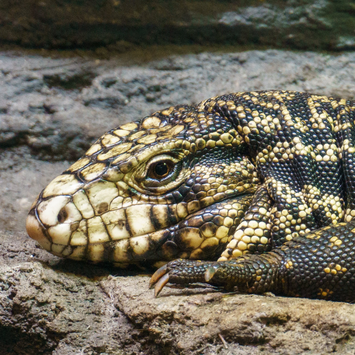Tegu Basic Care - LafeberVet