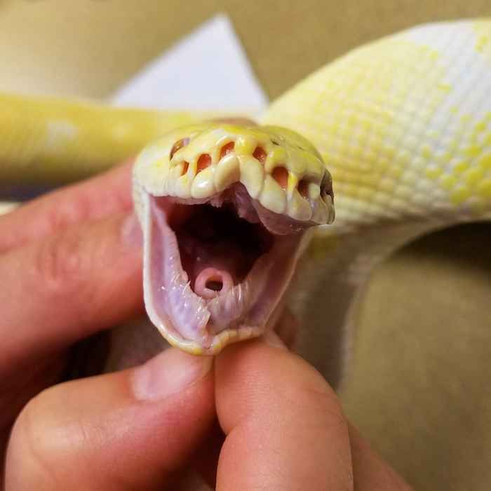 Respiratory Disease in Snakes - LafeberVet