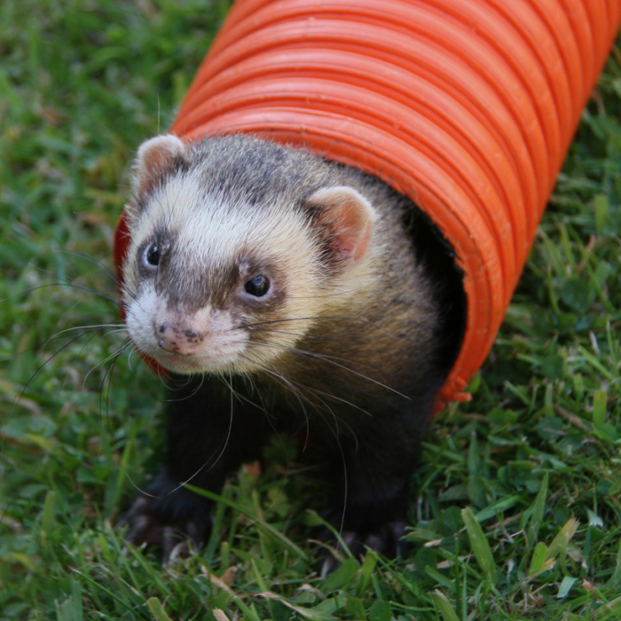 Exotic Companion Mammal Enrichment - LafeberVet