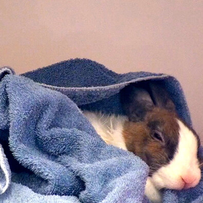 Critical Care of Exotic Pet Species - LafeberVet
