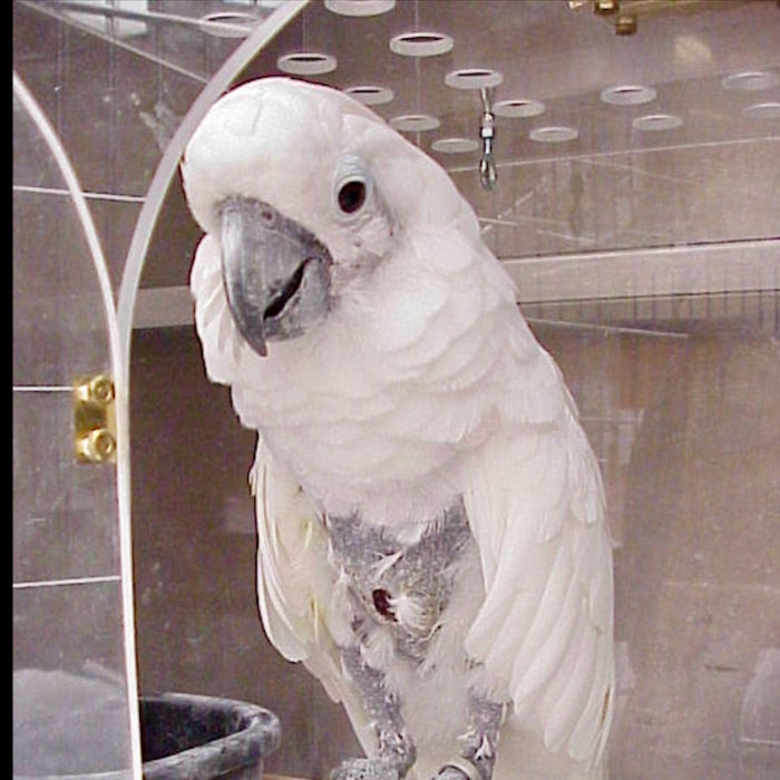 The Intersection of Behavior and Medical Issues in Avian Health ...