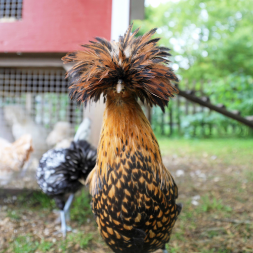 Pet Poultry Basics - LafeberVet