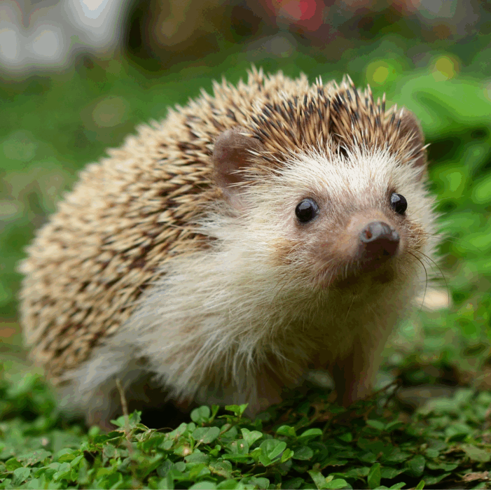Hedgehog Anesthesia and Surgery - LafeberVet