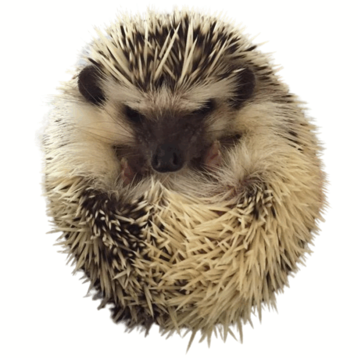 Hedgehog Anesthesia and Surgery - LafeberVet
