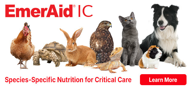 Administration of Medication in Birds: Injections - LafeberVet