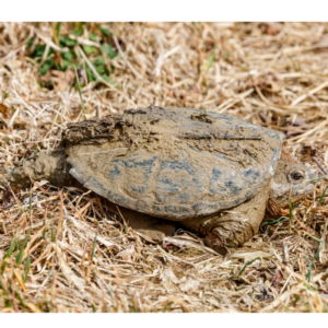Brumation in Turtles and Tortoises - LafeberVet