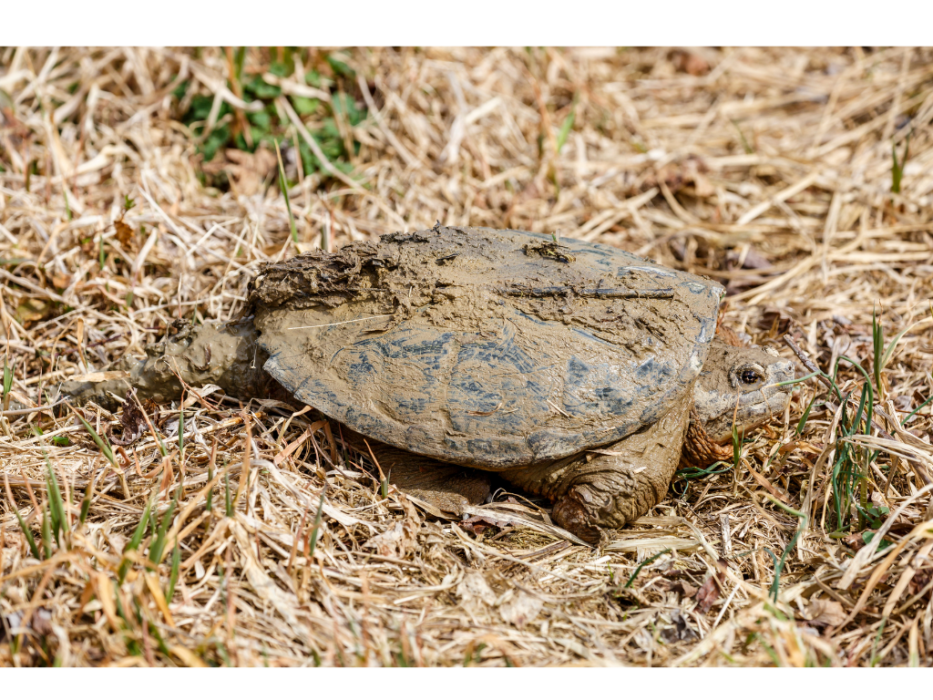 Brumation in Turtles and Tortoises - LafeberVet
