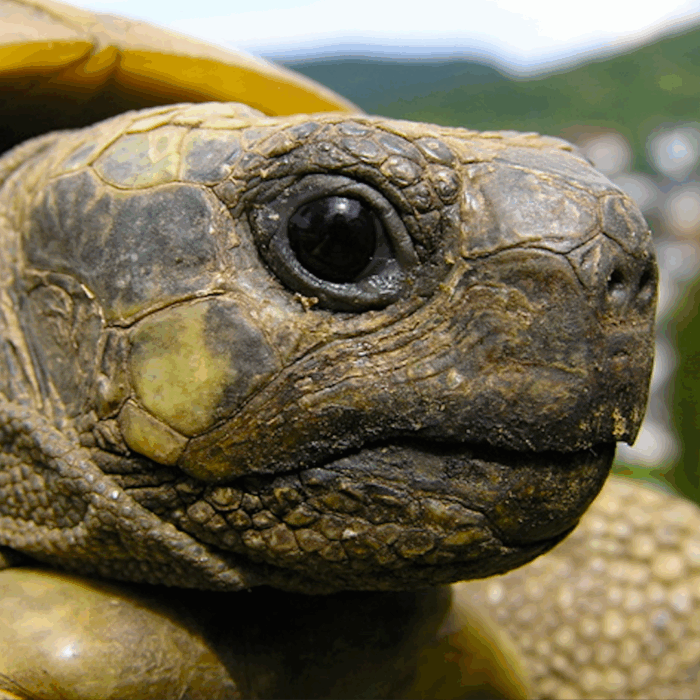 LafeberVet: for exotic animal veterinary medicine professionals