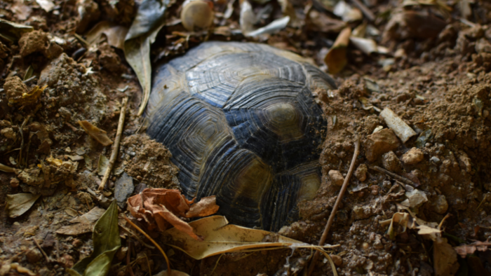 Brumation in Turtles and Tortoises - LafeberVet