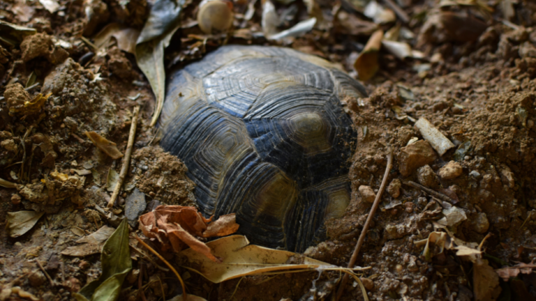 Brumation in Turtles and Tortoises - LafeberVet