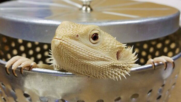 Clinical Medicine of Bearded Dragons - LafeberVet