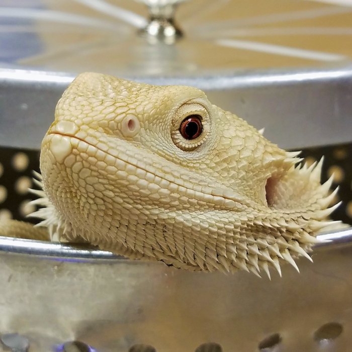 Test Your Knowledge: Therapeutic Techniques in Reptiles - LafeberVet