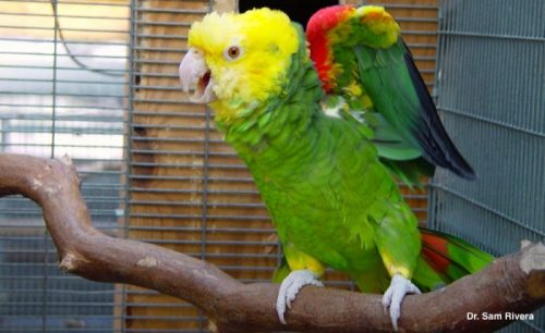 Fiche d'informations de base : le Perroquet Amazone - LafeberVet