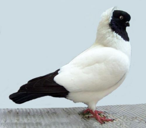 Géneros y Razas de Palomas - LafeberVet