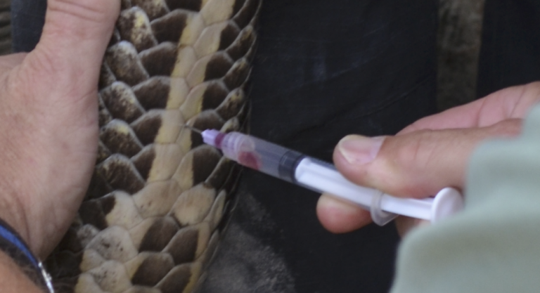 General Principles of Reptile Venipuncture - LafeberVet