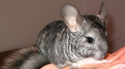 Basic Information Sheet: Chinchilla - LafeberVet