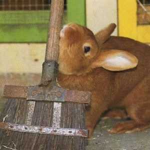 LafeberVet: for exotic animal veterinary medicine professionals