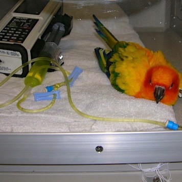 Fluid Therapy in the Avian Patient - LafeberVet