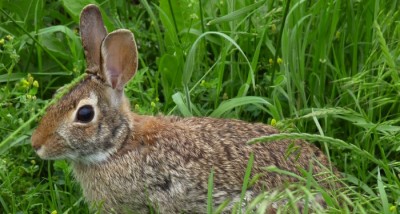 Basic Information Sheet: Cottontail Rabbit - LafeberVet