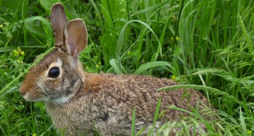 Basic Information Sheet: Cottontail Rabbit - LafeberVet