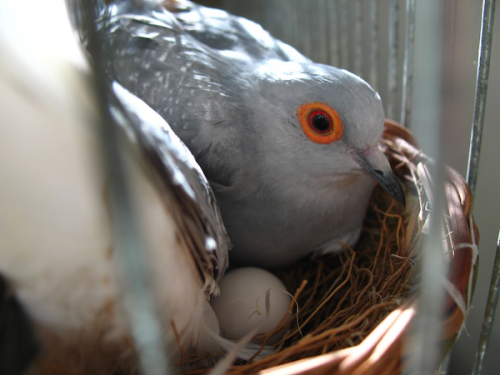 Anatomía y Fisiología de las Palomas: 15 Datos Importantes - LafeberVet