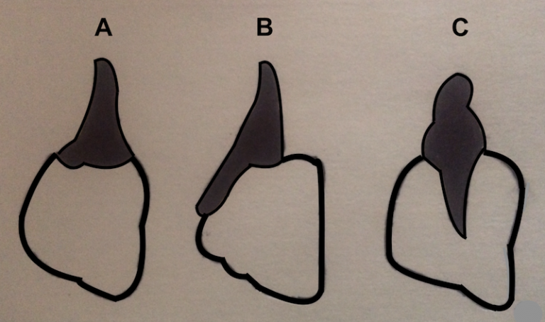 Understanding Reptile Dental Anatomy: Clinical Applications - LafeberVet