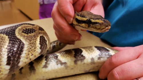 Snake Handling and Restraint - LafeberVet