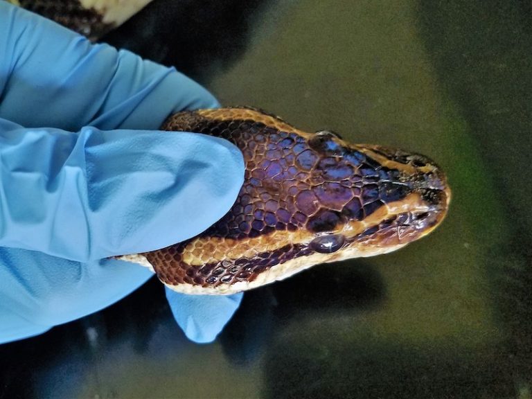 Snake Handling and Restraint - LafeberVet