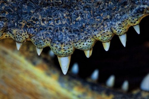 Understanding Reptile Dental Anatomy: Clinical Applications - LafeberVet