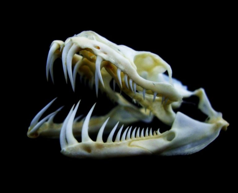 Understanding Reptile Dental Anatomy: Clinical Applications - LafeberVet