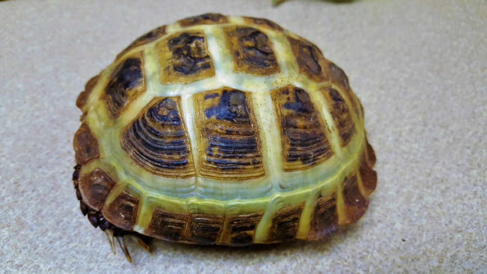 Chelonian Handling and Restraint - LafeberVet