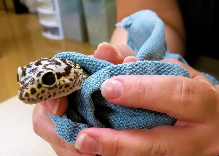 Lizard Handling and Restraint - LafeberVet