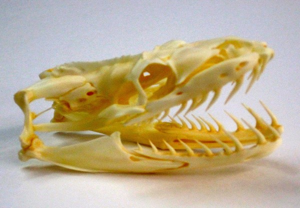 Snake Handling and Restraint - LafeberVet