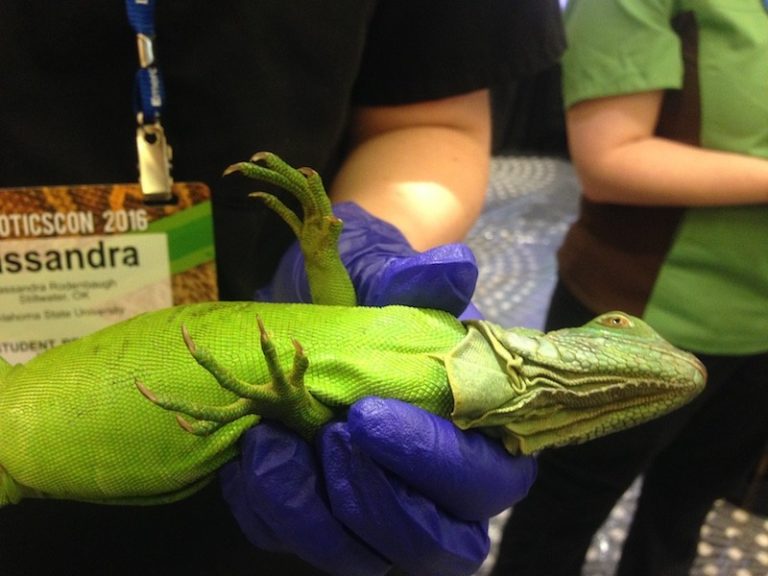 Lizard Handling and Restraint - LafeberVet