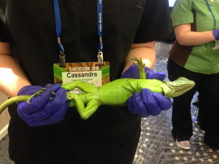 Lizard Handling and Restraint - LafeberVet