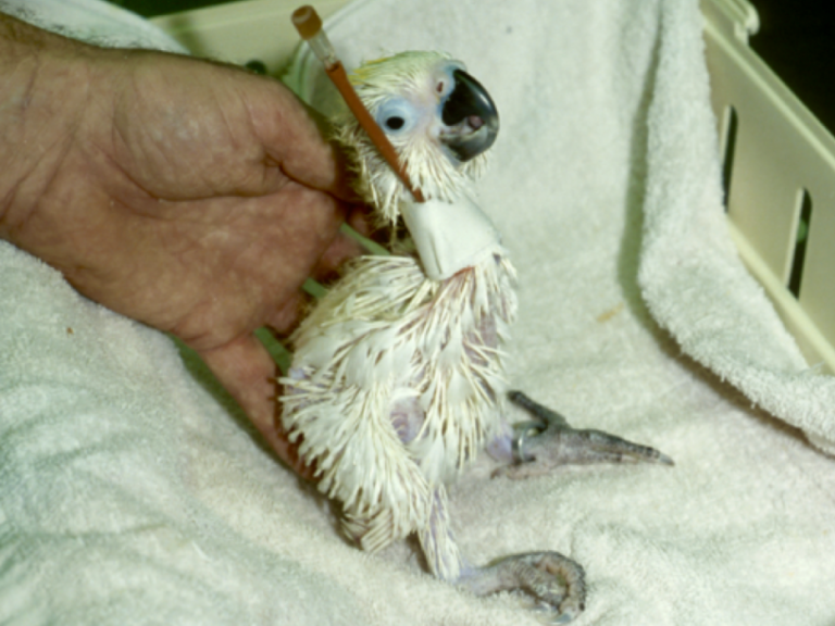 Esophagostomy Tube Placement in Birds - LafeberVet