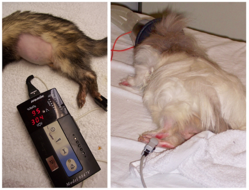 Pulse Oximetry in Exotic Animal Species - LafeberVet